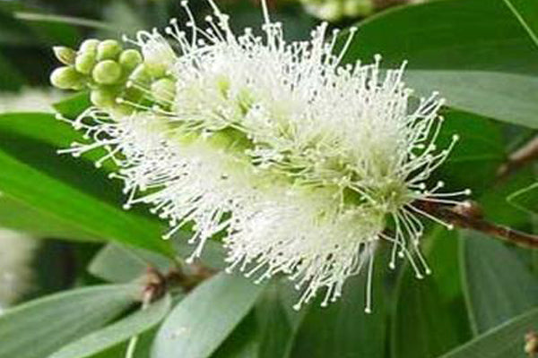 Cajeput Essential Oil - Aussie Candle Supplies