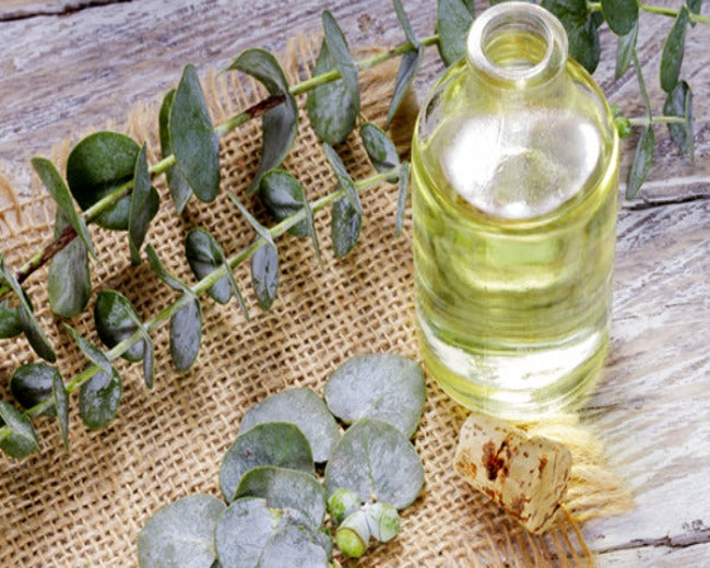 Eucalyptus Blue Gum Essential Oil - Aussie Candle Supplies