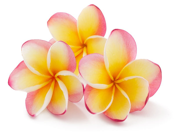 Frangipani Fragrance Oil - Aussie Candle Supplies